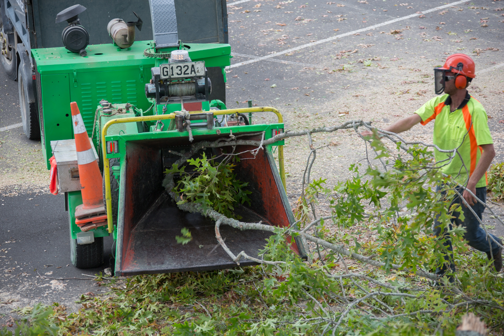 Tree Felling Services Northland
