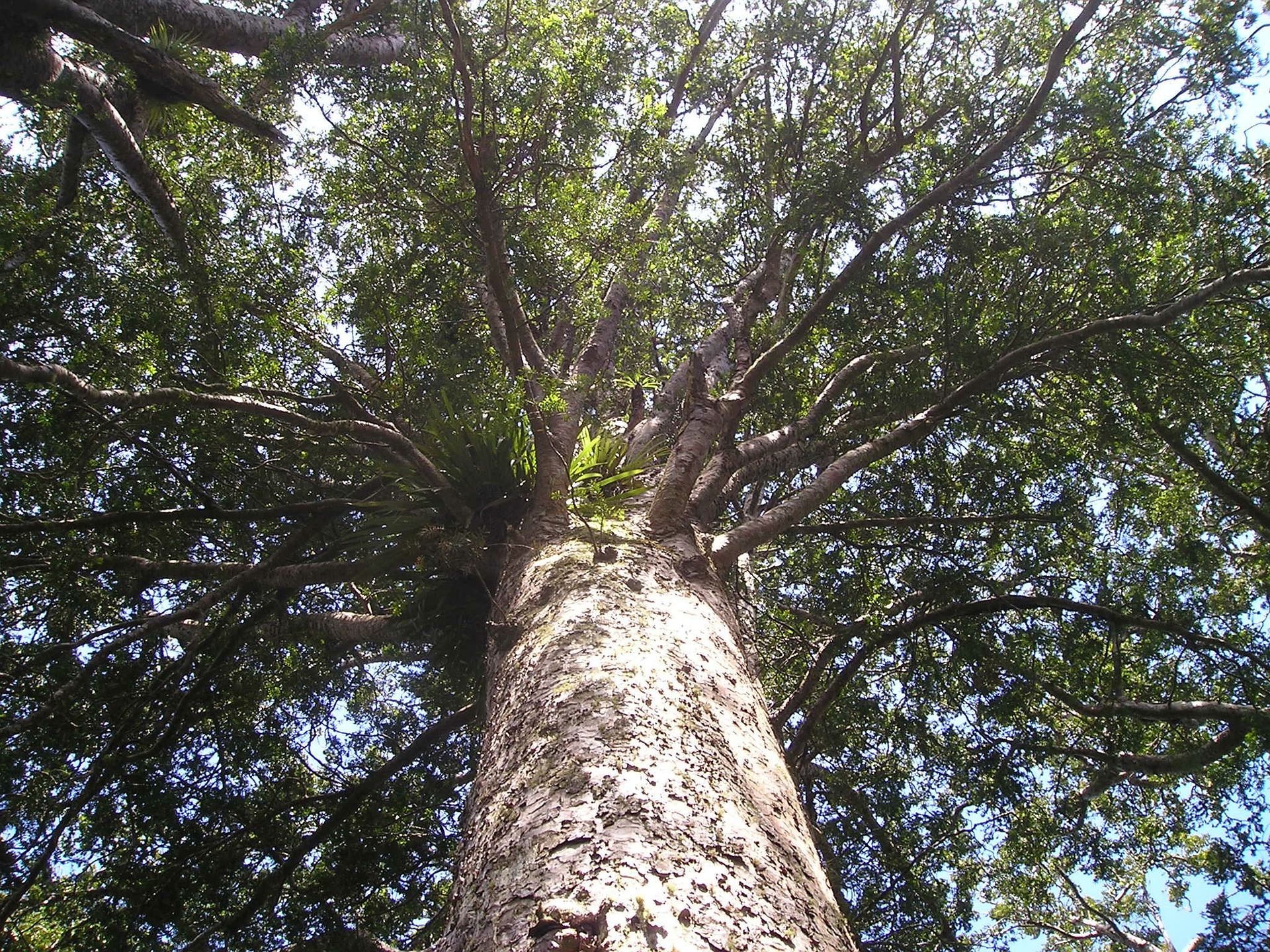 8 Signs Of An Have An Unhealthy Tree ArborAid
